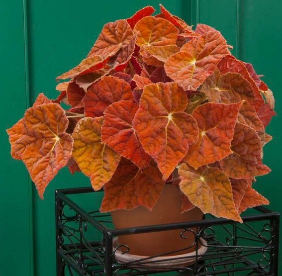 Three Bold Begonias for Fall Color - Logee's